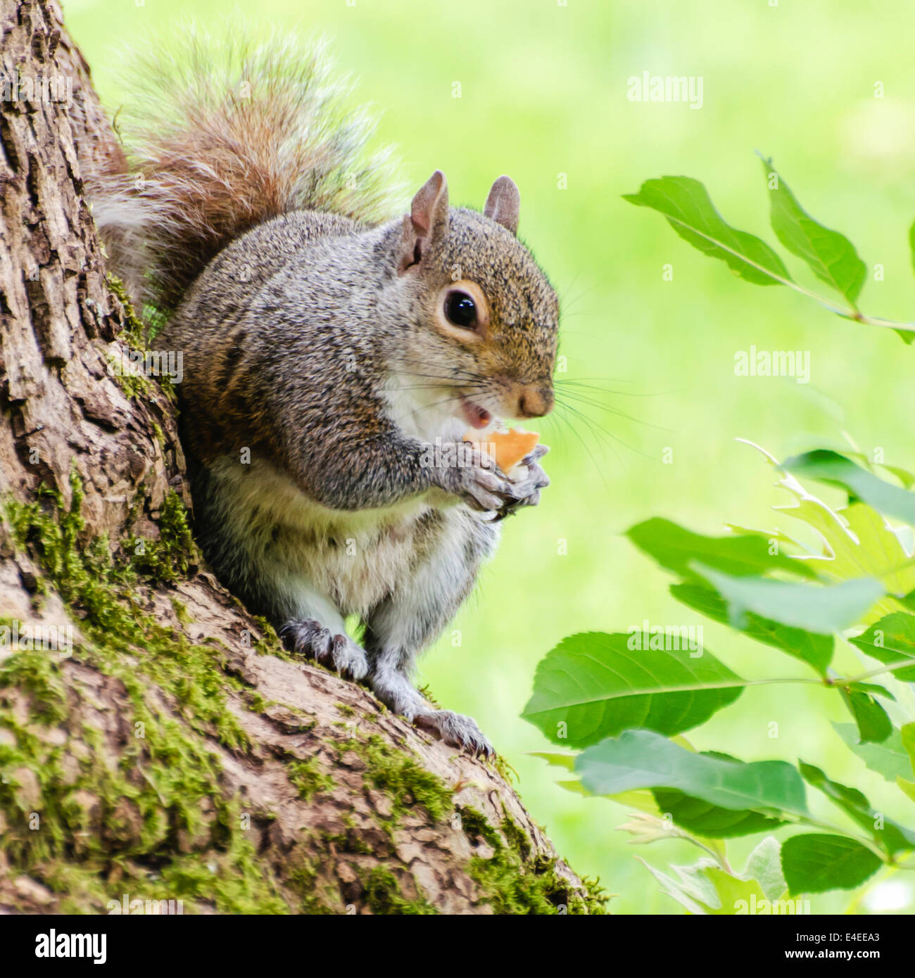 Cute Smiling Eating Squirrel Eating In The Park Stock Photo - Alamy