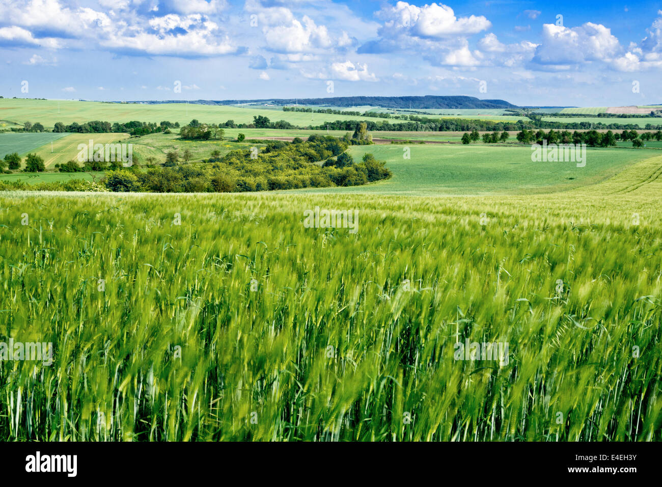 summer landscape with barley field in Czech Republic, near town of ...