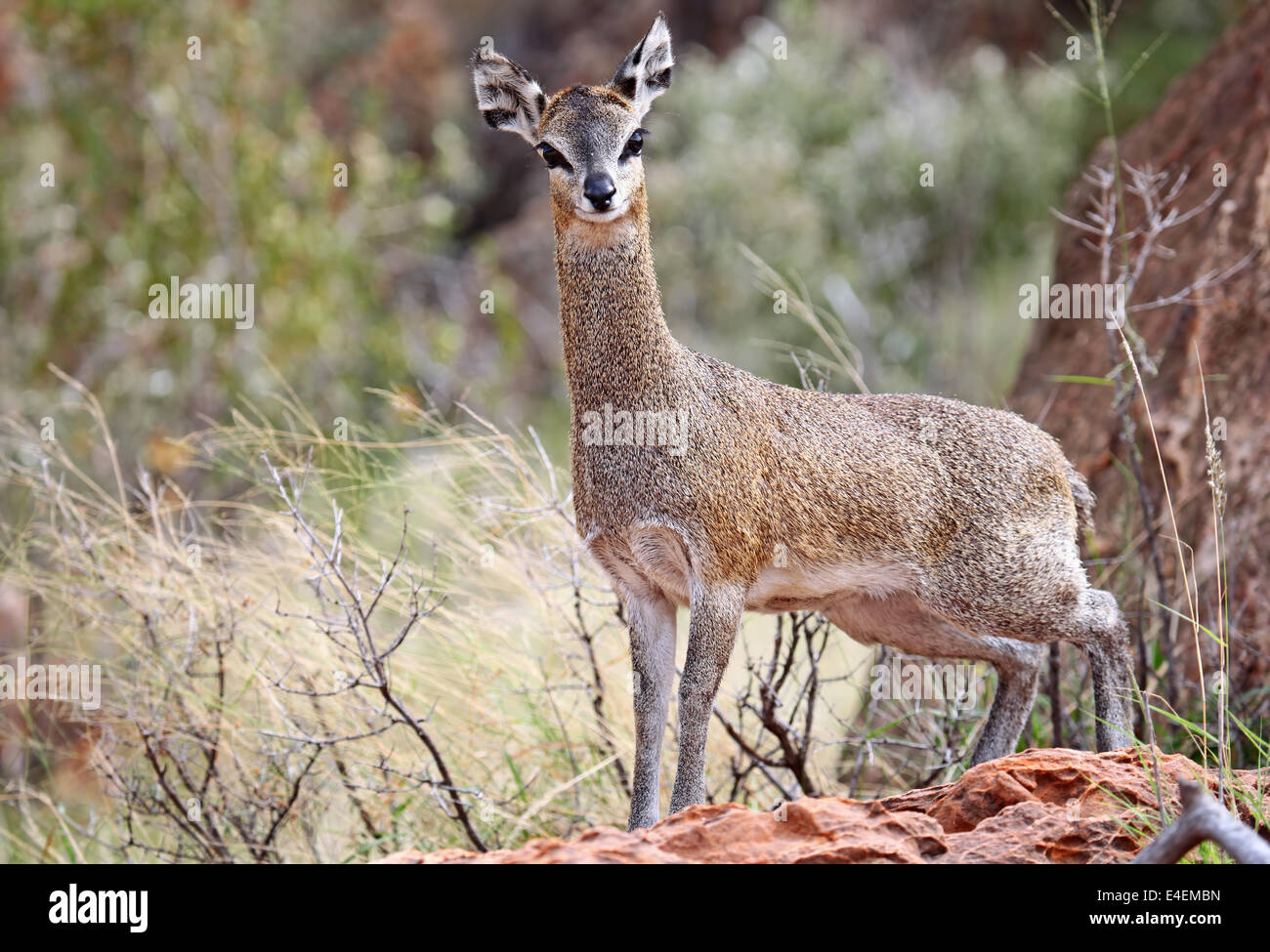 klipspringer, Mapungubwe National Park, south africa, wildlife ...
