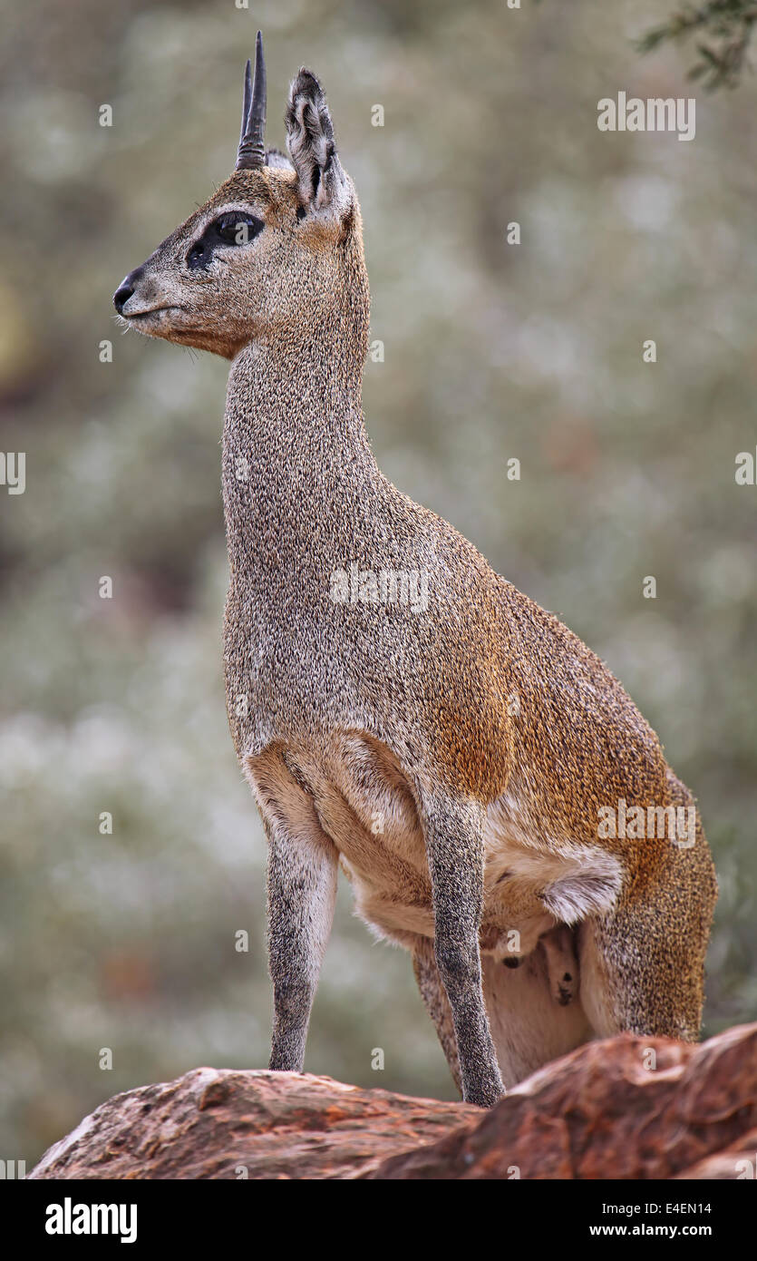 klipspringer, Mapungubwe National Park, south africa, wildlife ...