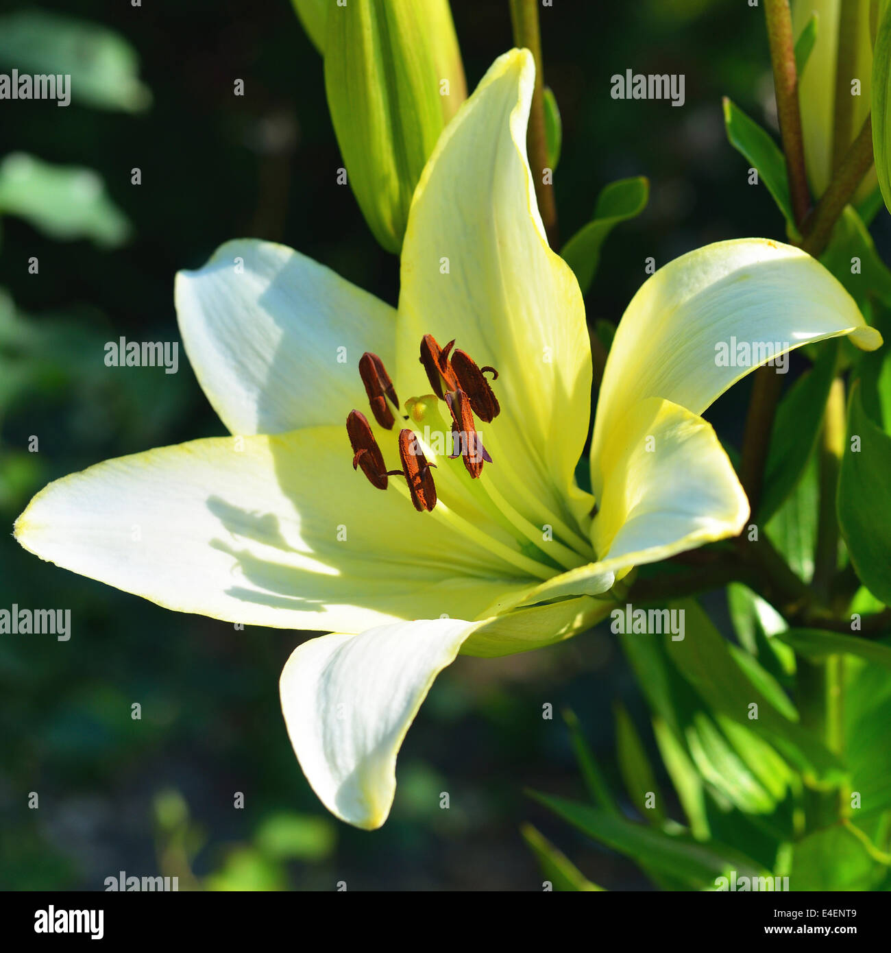 Gorgeous lily hi-res stock photography and images - Alamy