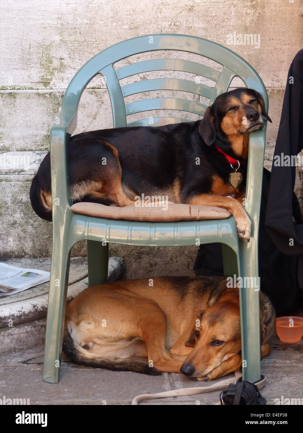 Two dogs asleep in the sun, one on a chair and one under the chair ...