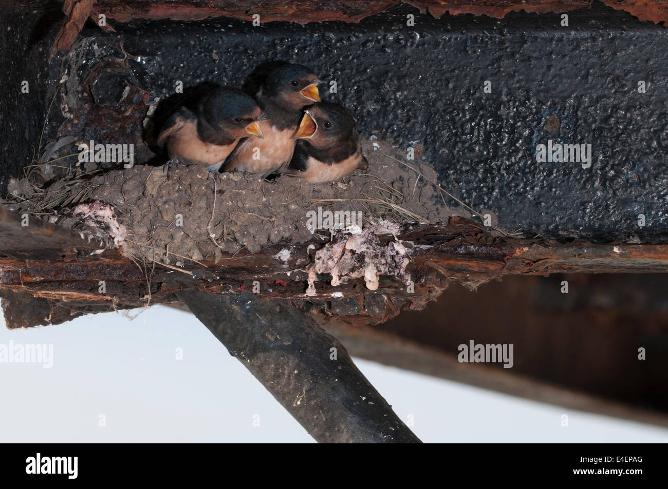 Baby barn swallow uk hi-res stock photography and images - Alamy