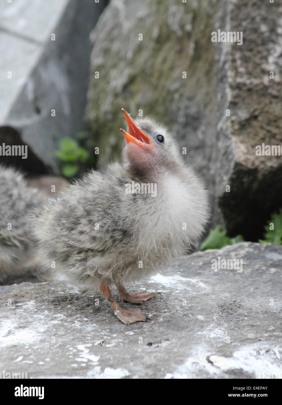 Little tern chick hi-res stock photography and images - Alamy