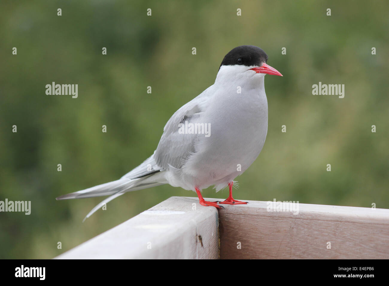 Terns of the world hi-res stock photography and images - Alamy