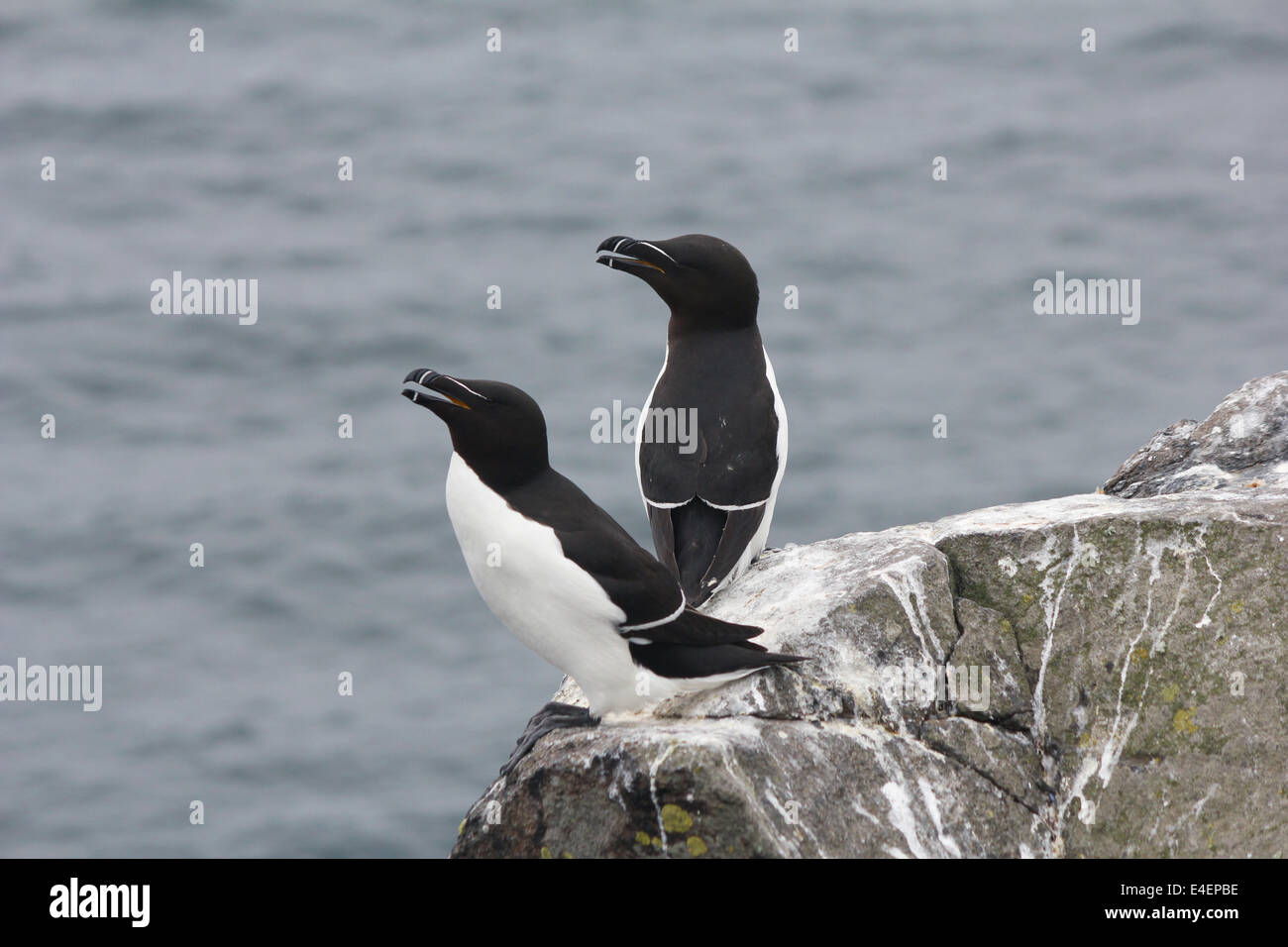 Razor Beaks High Resolution Stock Photography and Images - Alamy