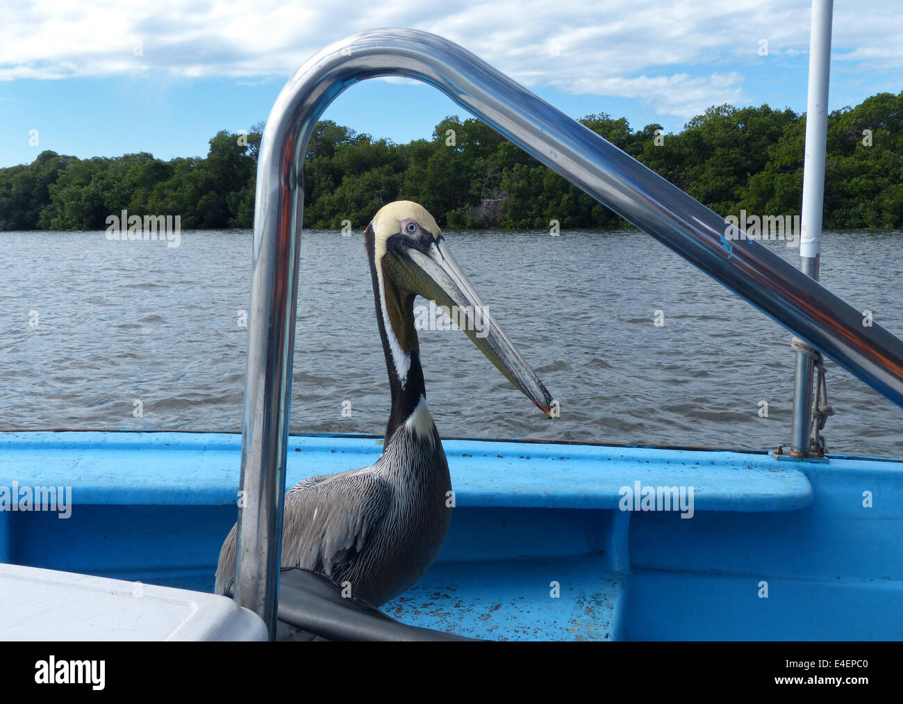A pelican on a tour boat Stock Photo - Alamy