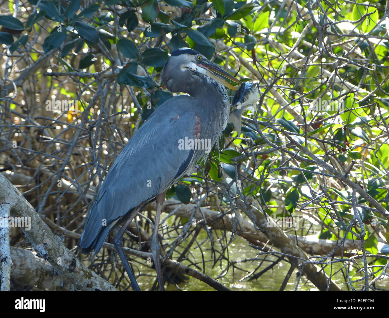 Stabbed hi-res stock photography and images - Alamy