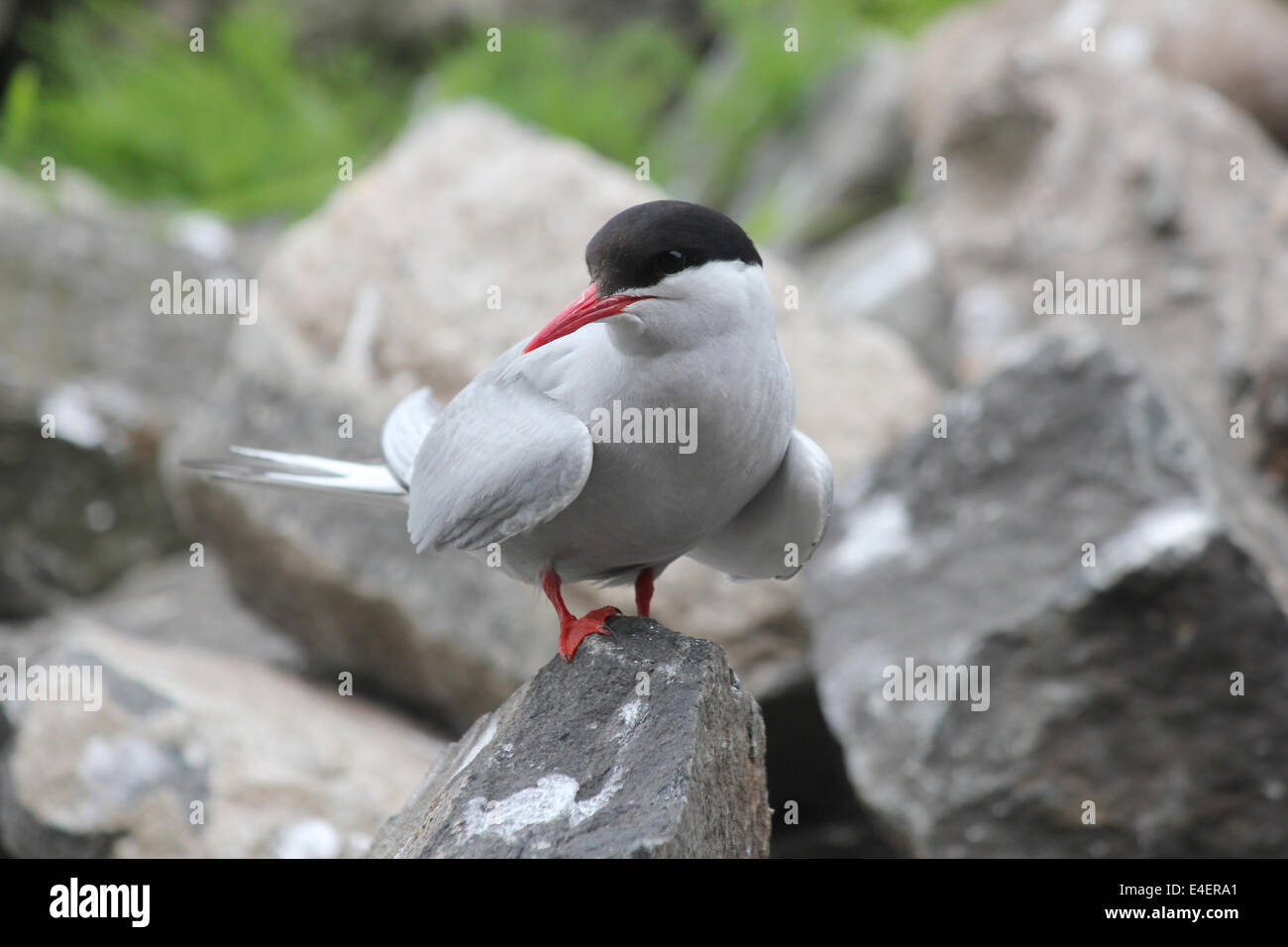 Terns of the world hi-res stock photography and images - Alamy