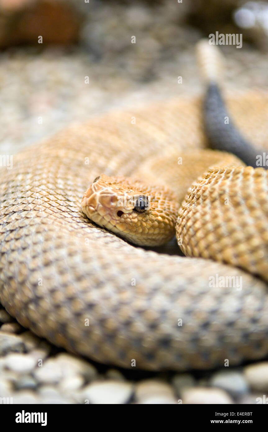 Aruba Island Rattlesnake Stock Photo - Alamy