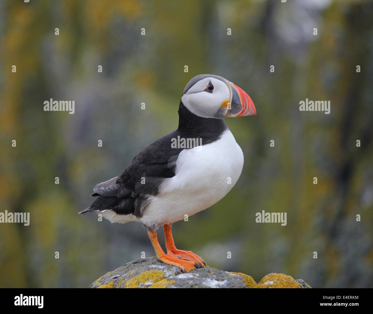 Puffin on the Isle of May, Scotland Stock Photo - Alamy