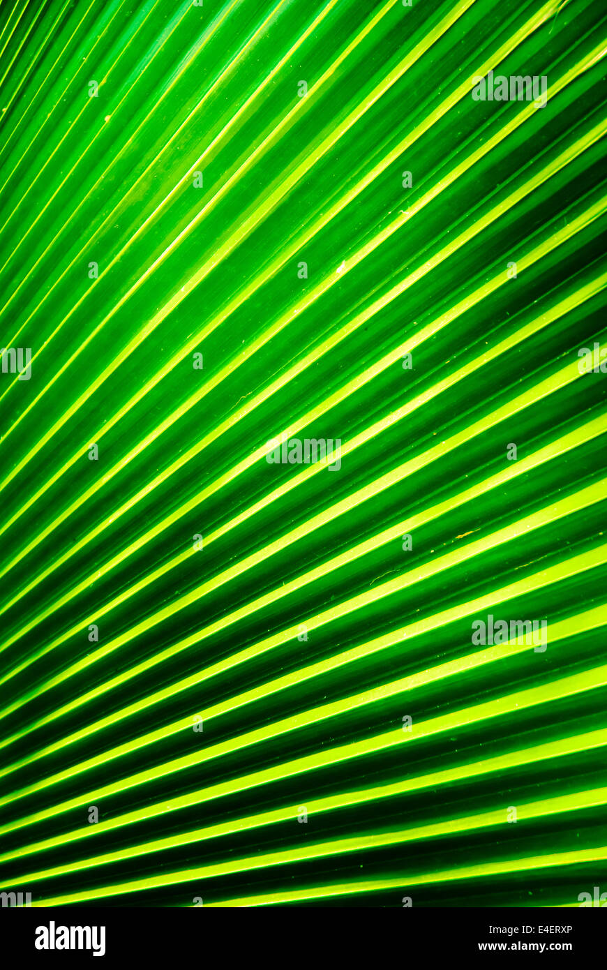Palm tree leaf Stock Photo - Alamy