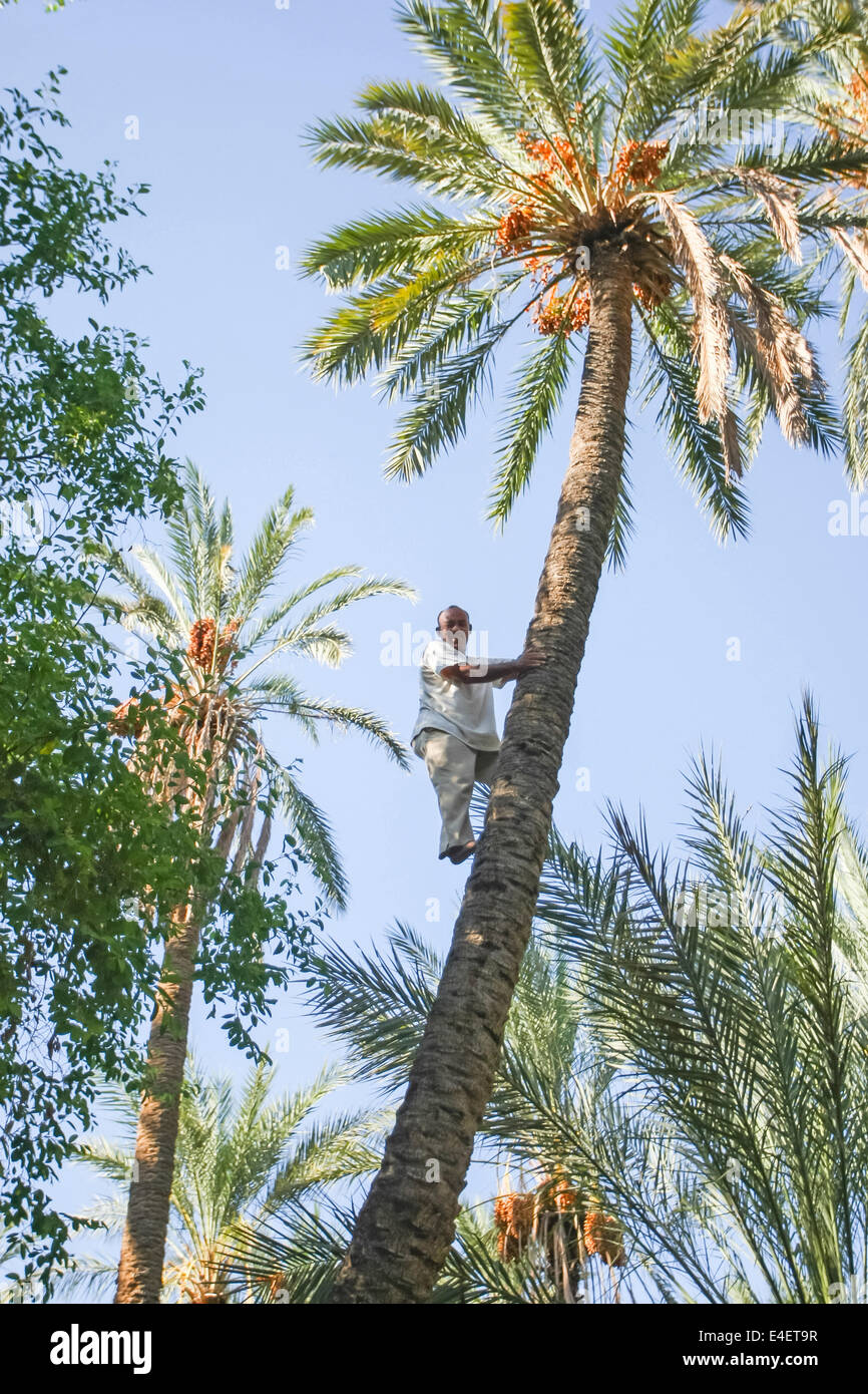 A worker climbing on a palm tree at a date palm plantation in an oasis ...
