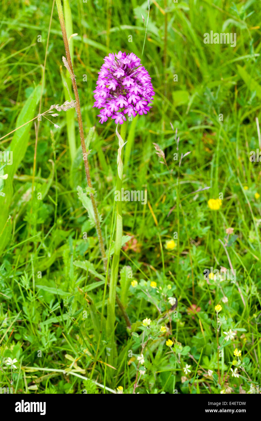 Anacamptis Pyramidalis Pyramid Orchid Pyramidal High Resolution Stock ...