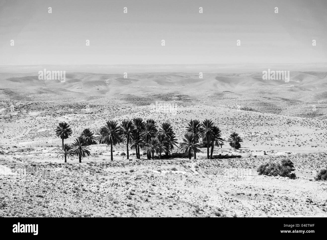 Sahara desert palm trees Black and White Stock Photos & Images - Alamy