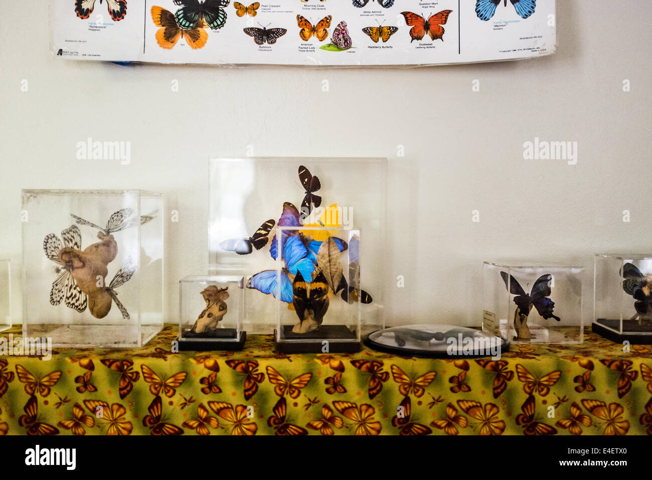 Butterflies in cases at a nature museum Stock Photo - Alamy