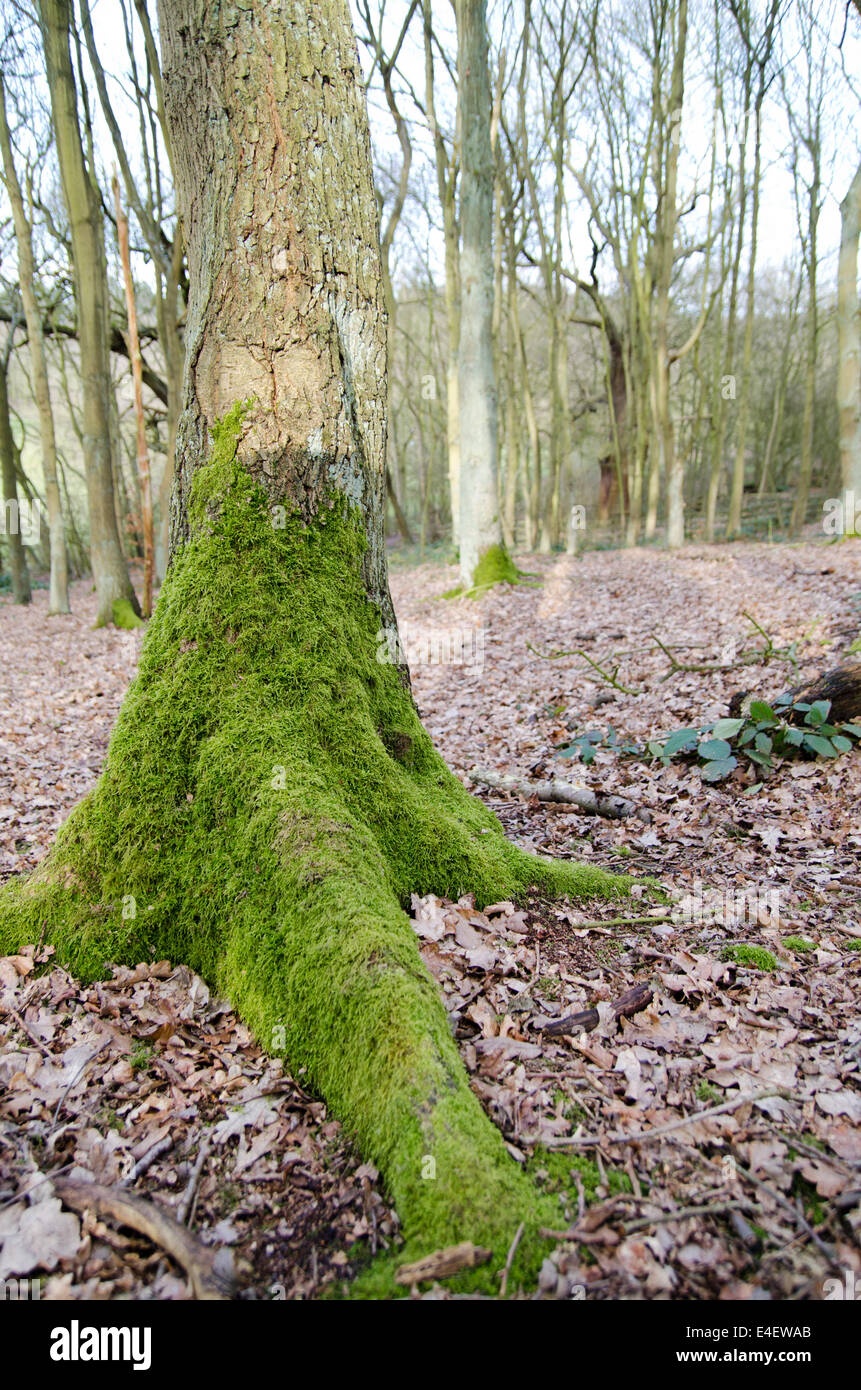 Moss covered tree hi-res stock photography and images - Alamy