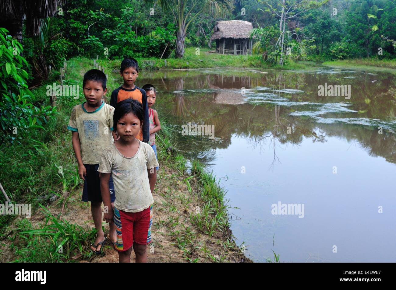 Fish farming in Industria - PANGUANA . Department of Loreto .PERU Stock ...