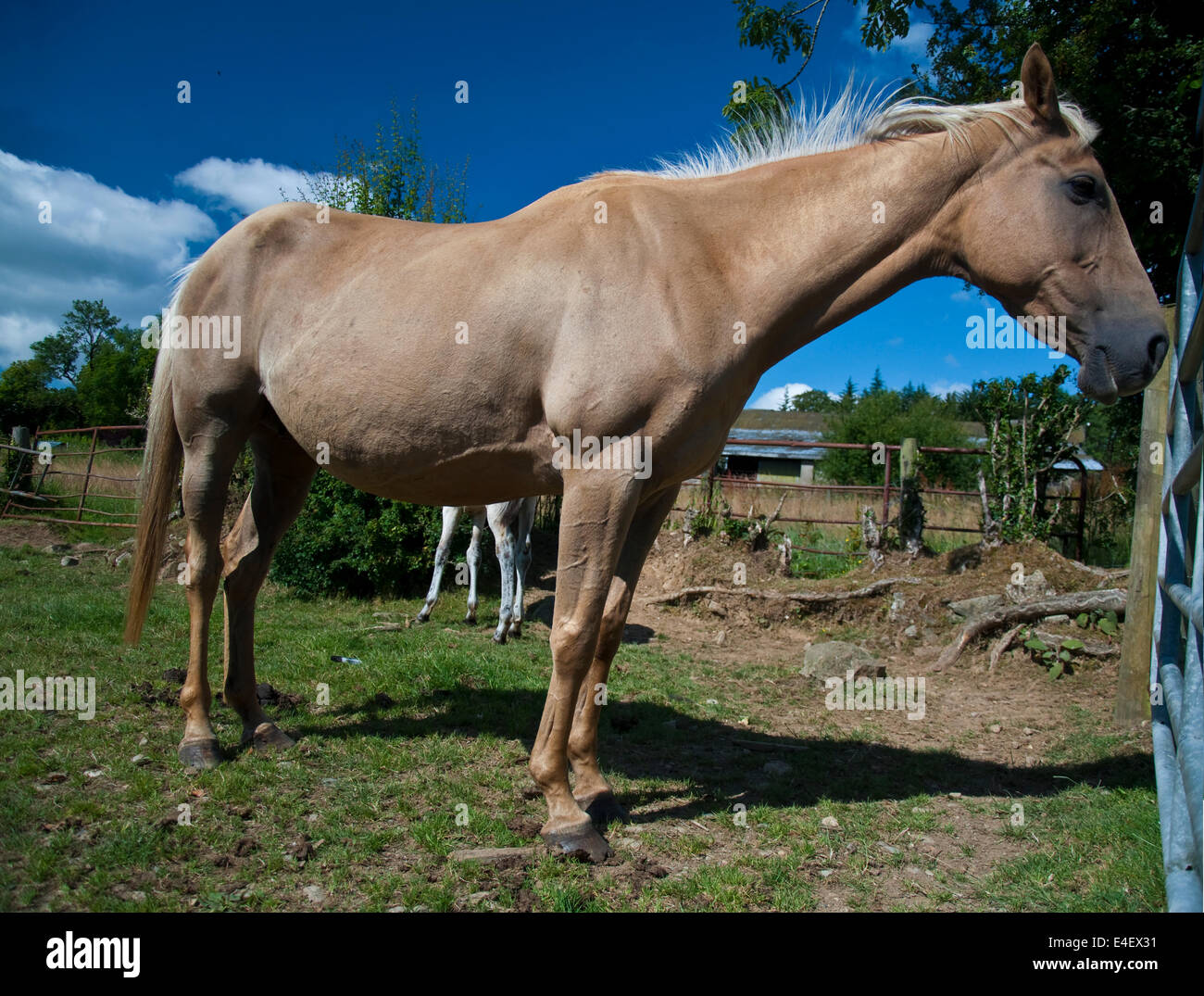 Looking for freedom Stock Photo - Alamy