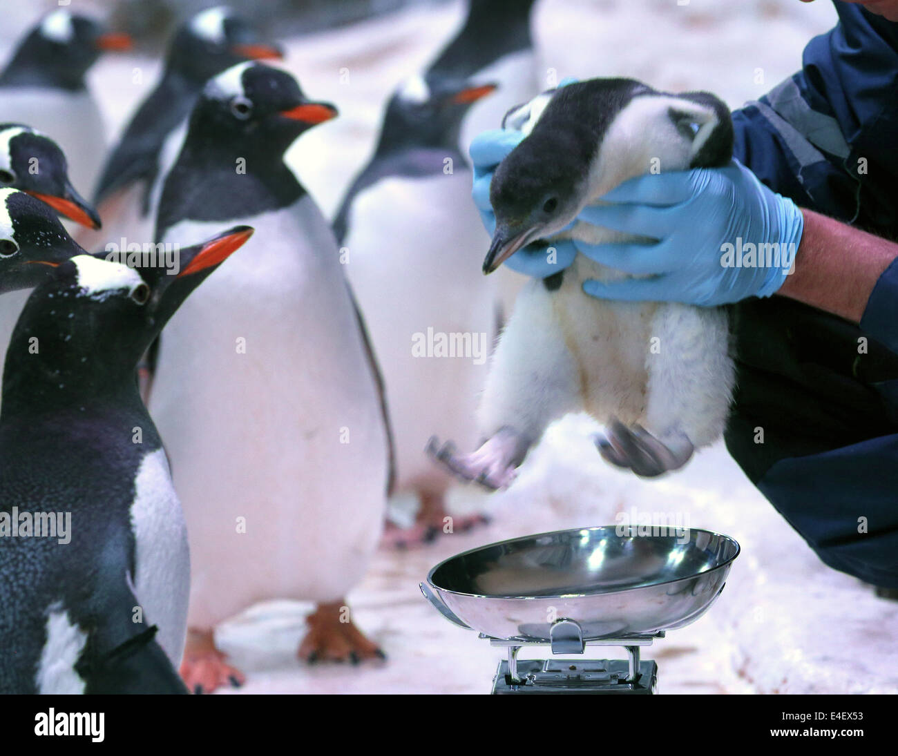 Oberhausen, Germany. 09th July, 2014. A four week old Gentoo penguin ...