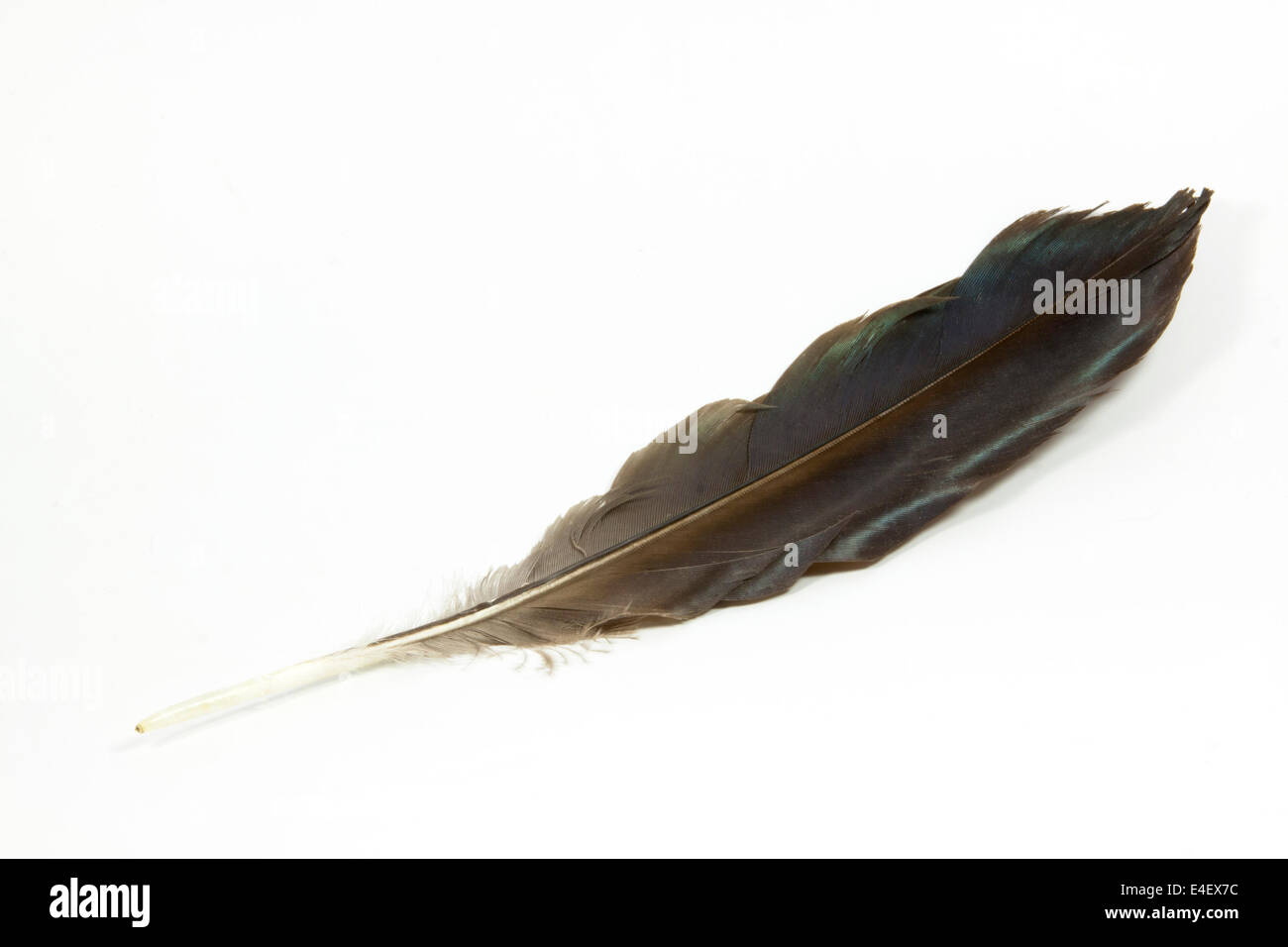 single shiny Hadeda ibis feather on white Stock Photo - Alamy