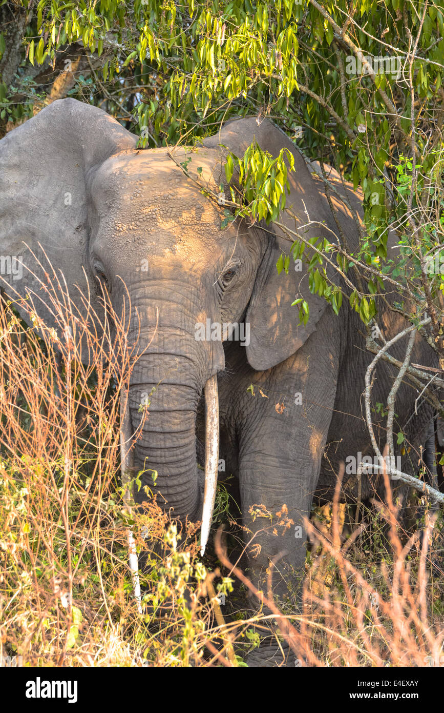 elephant in Queen Elizabeth national park, Uganda, Africa Stock Photo ...