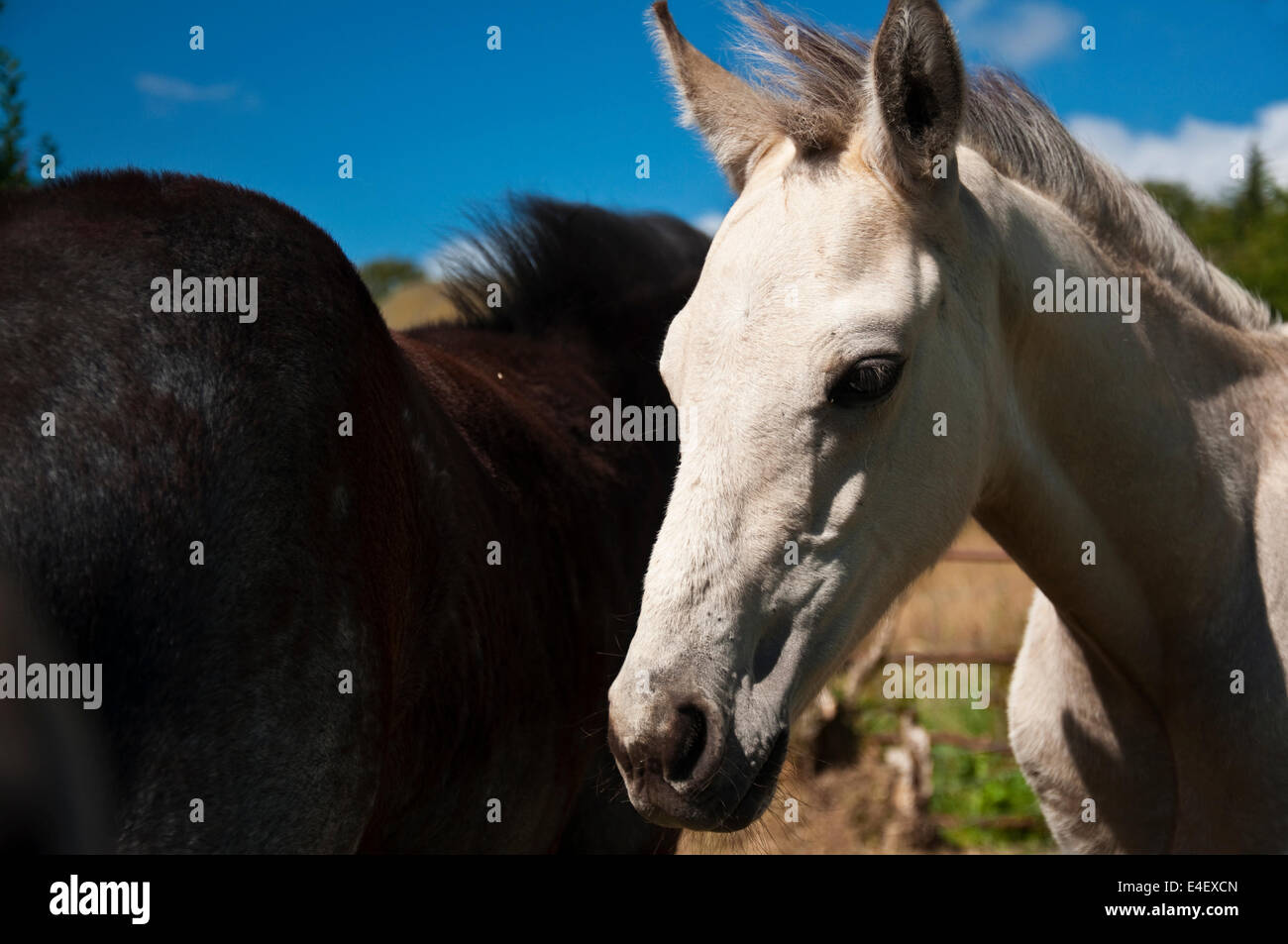 Horse Foal Portrait Stock Photo - Alamy