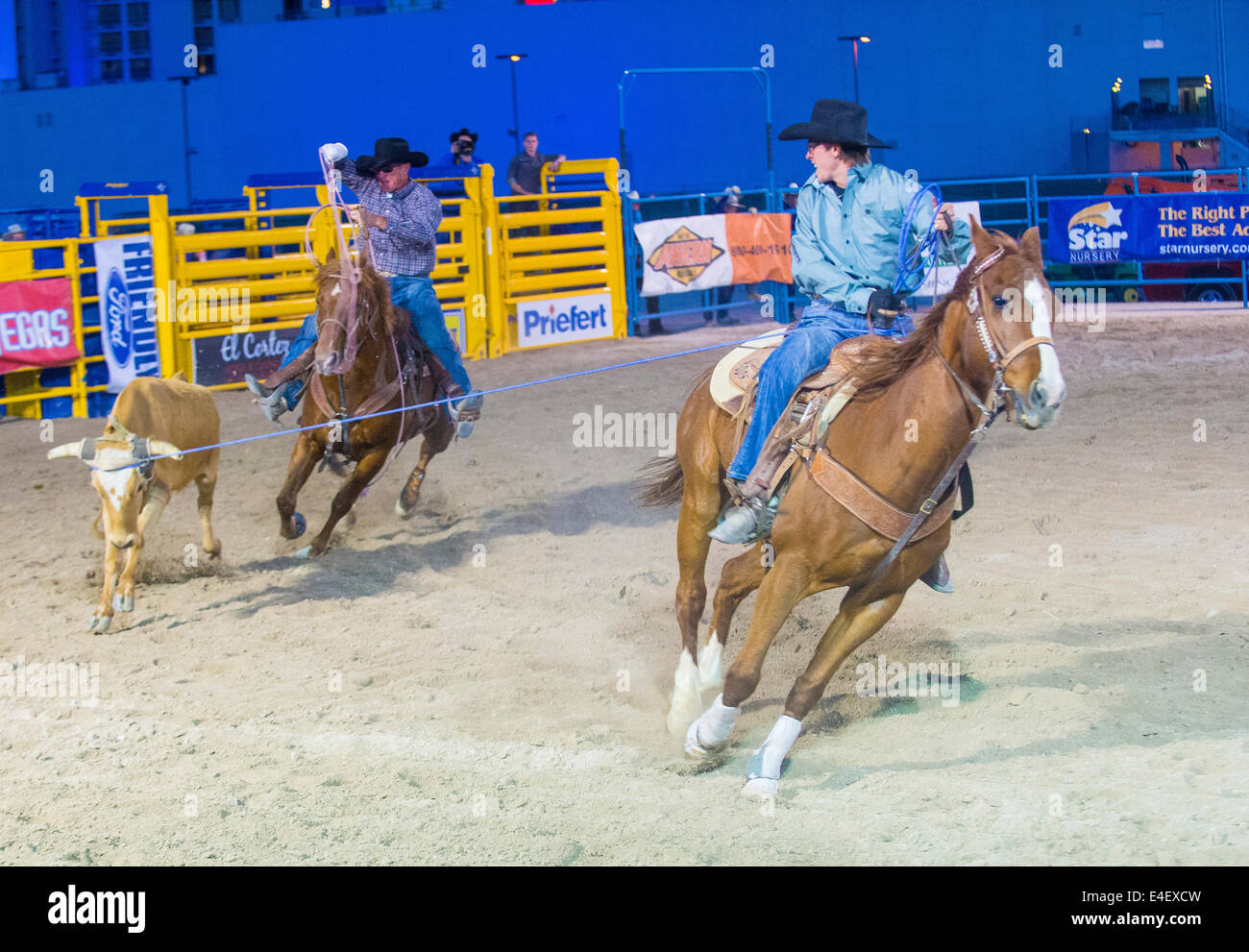 Cowboys Participating in a Calf roping Competition at the Helldorado ...