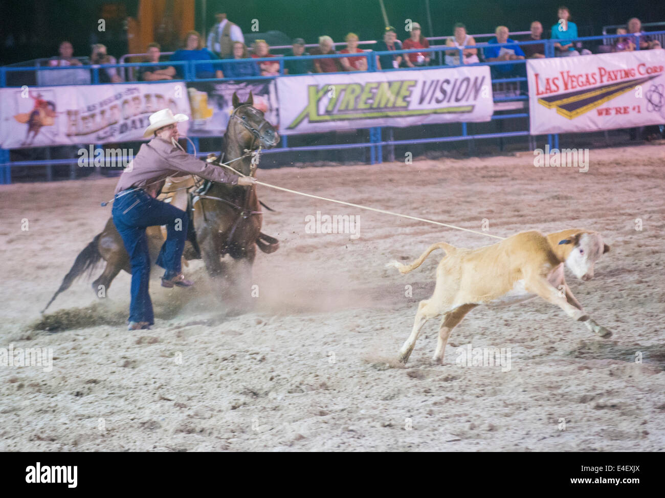 Cowboys Participating in a Calf roping Competition at the Helldorado ...