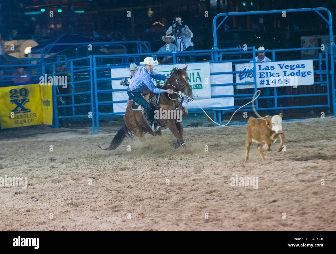 Cowboys Participating in a Calf roping Competition at the Helldorado ...