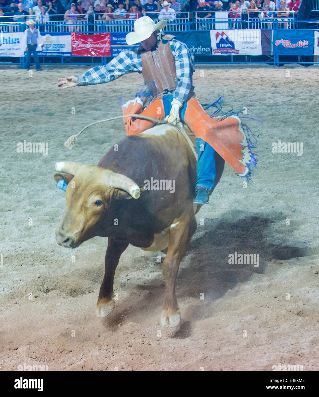 Cowboy Participating in a Bull riding Competition at the Helldorado ...