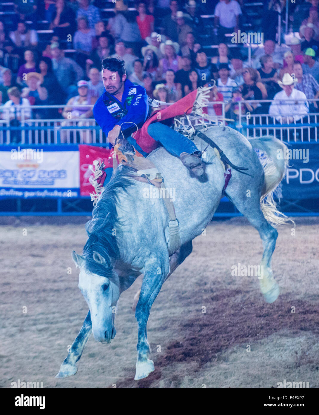 Cowboy Participating in a Bucking Horse Competition at the Helldorado ...
