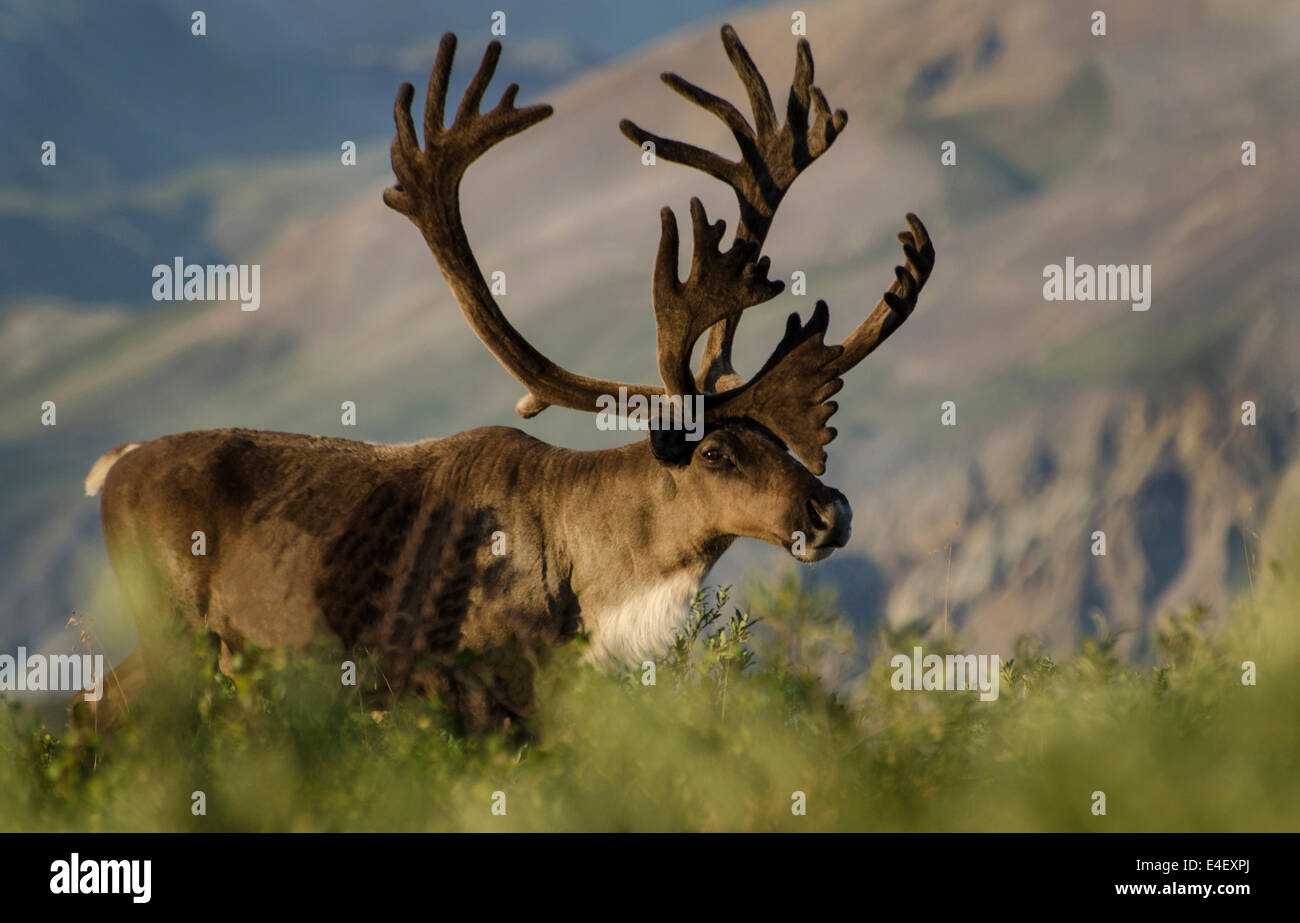 Bull Caribou (Rangifer tarandus) with antlers in the velvet that ...