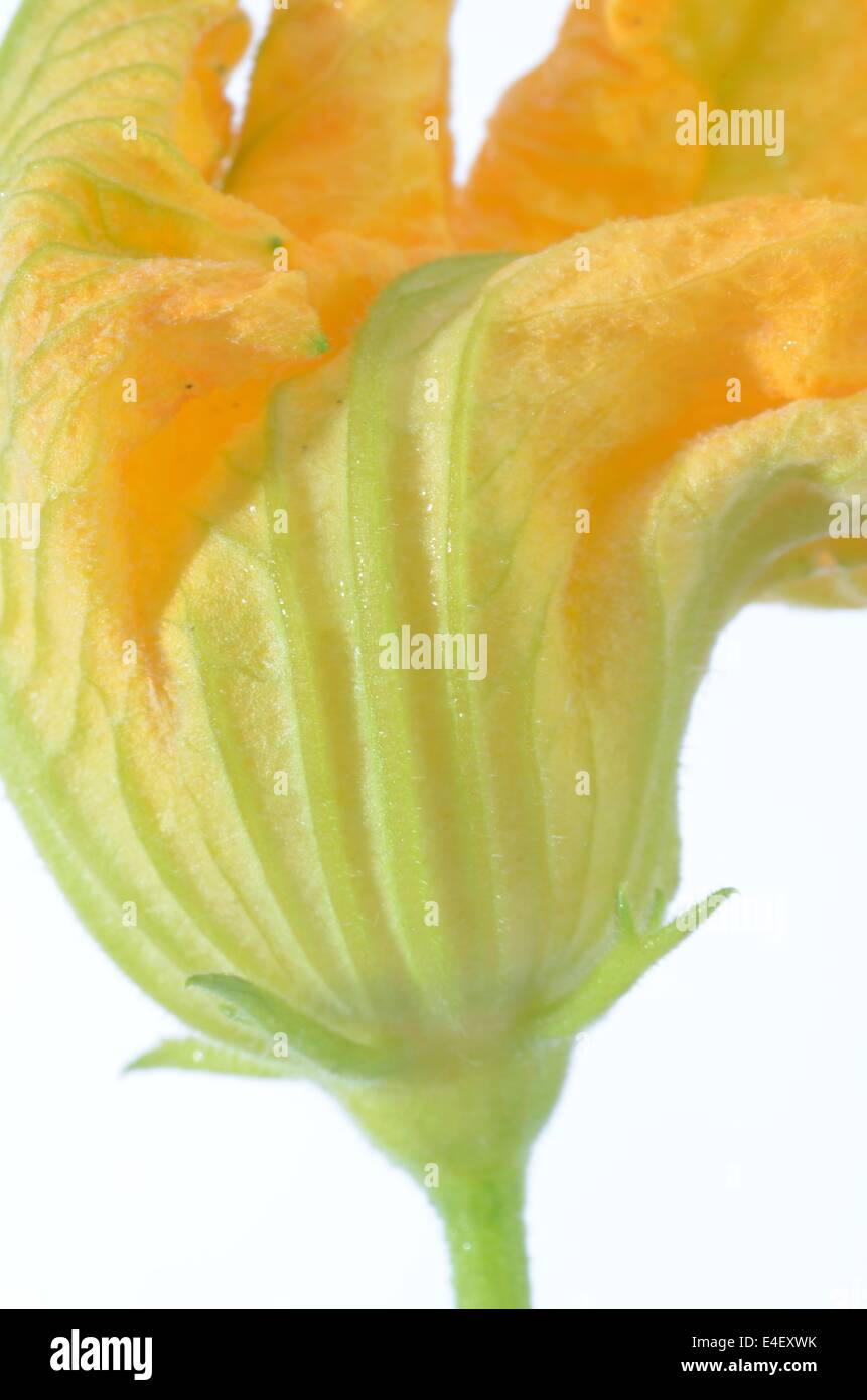 Zucchini with male flower hi-res stock photography and images - Alamy