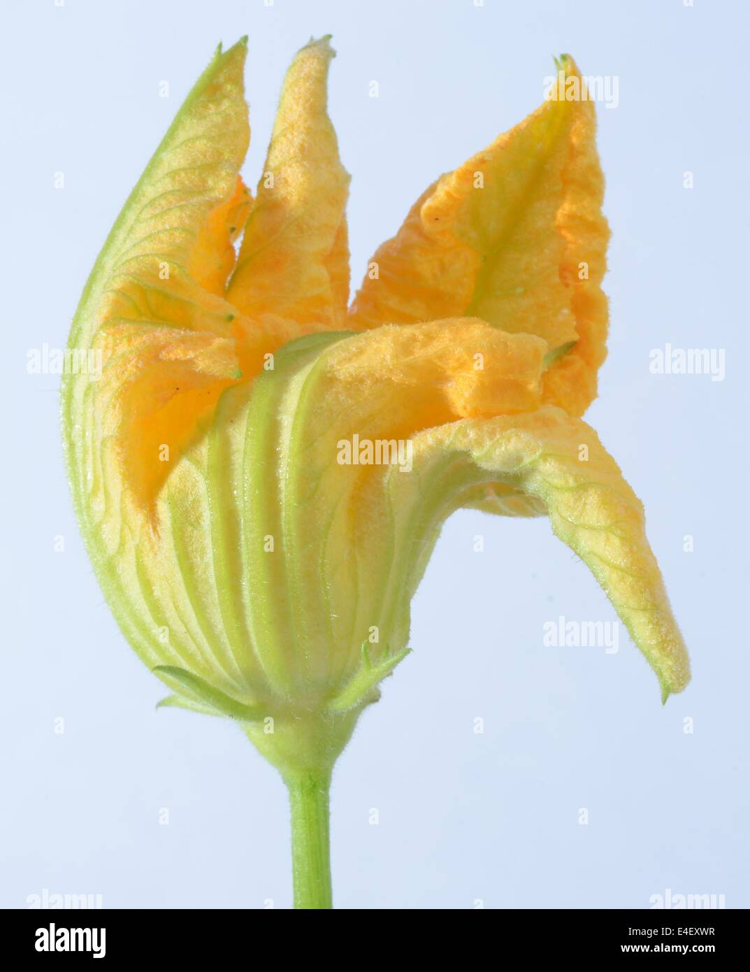 Male flower of courgette hi-res stock photography and images - Alamy