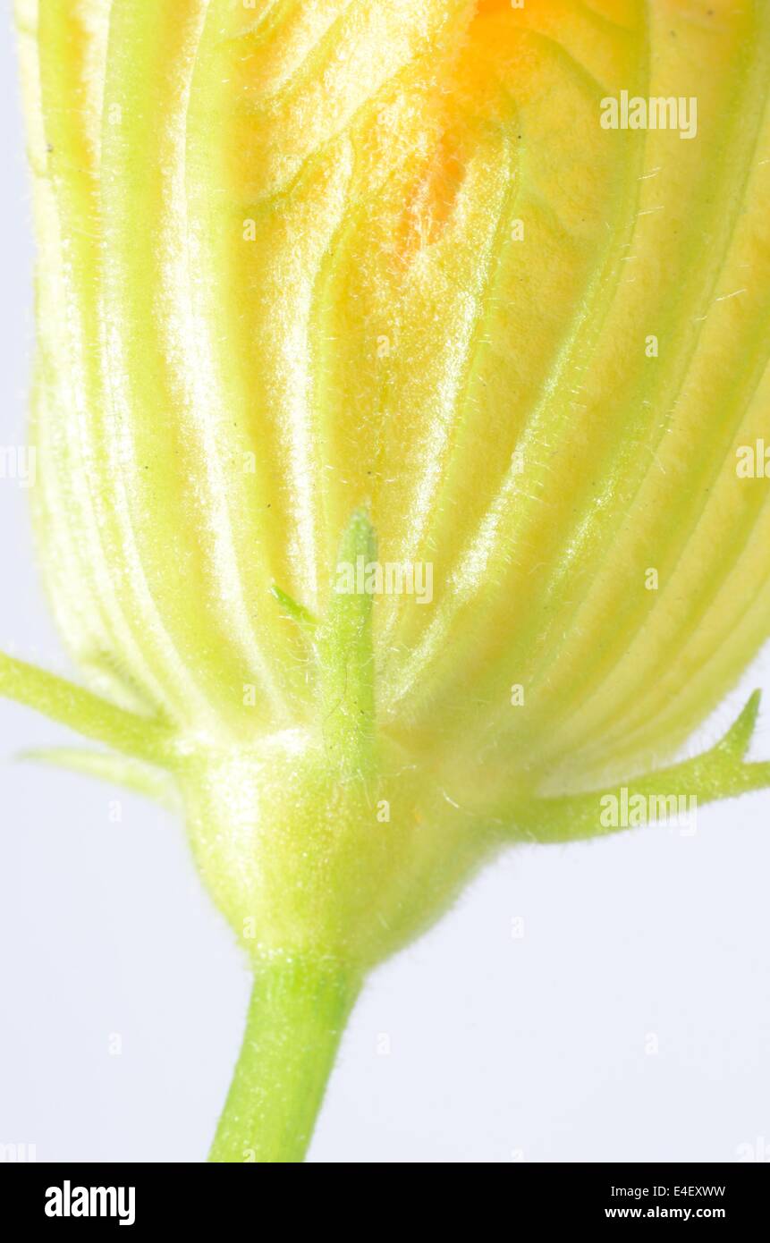 Zucchini with male flower hi-res stock photography and images - Alamy
