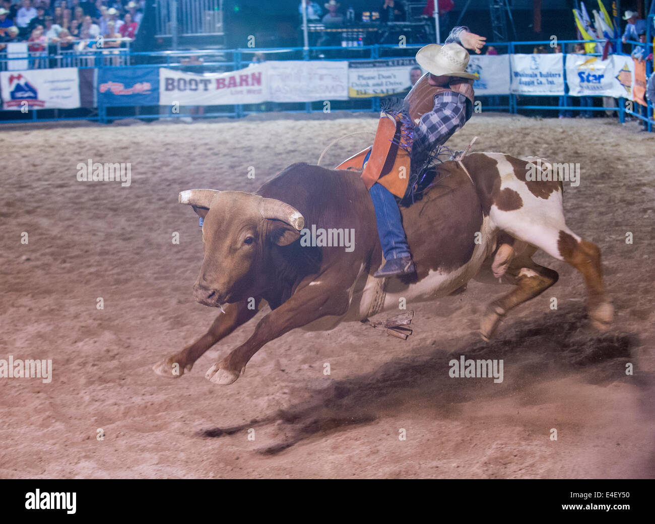 Cowboy Participating in a Bull riding Competition at the Helldorado ...