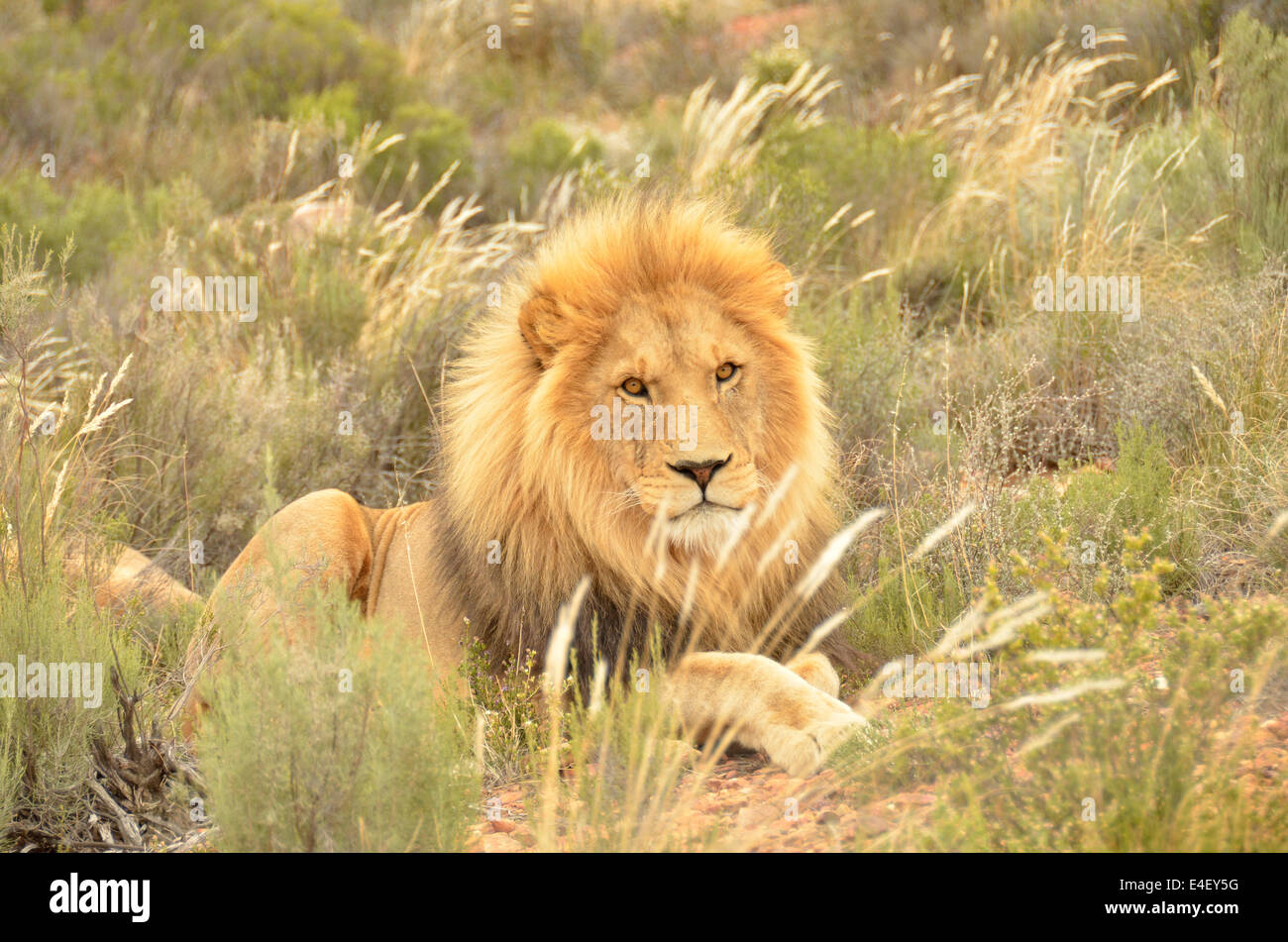 Full grown lion hi-res stock photography and images - Alamy