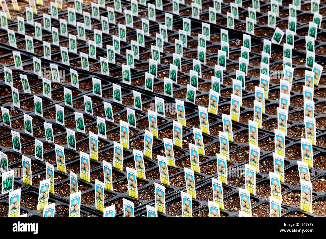 Rows of seedlings awaiting germination in a commercial nursery Stock ...
