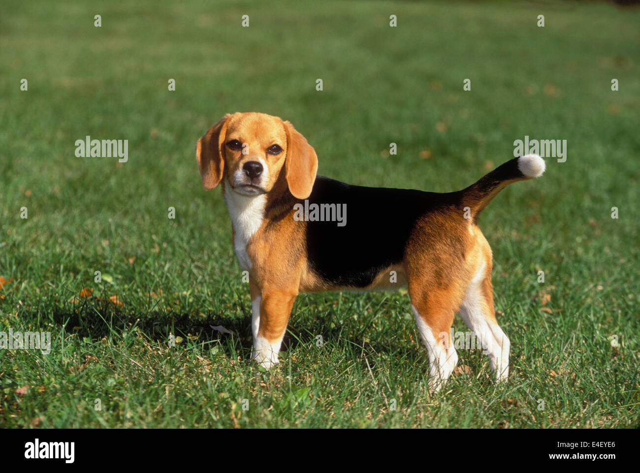 American beagle hi-res stock photography and images - Alamy