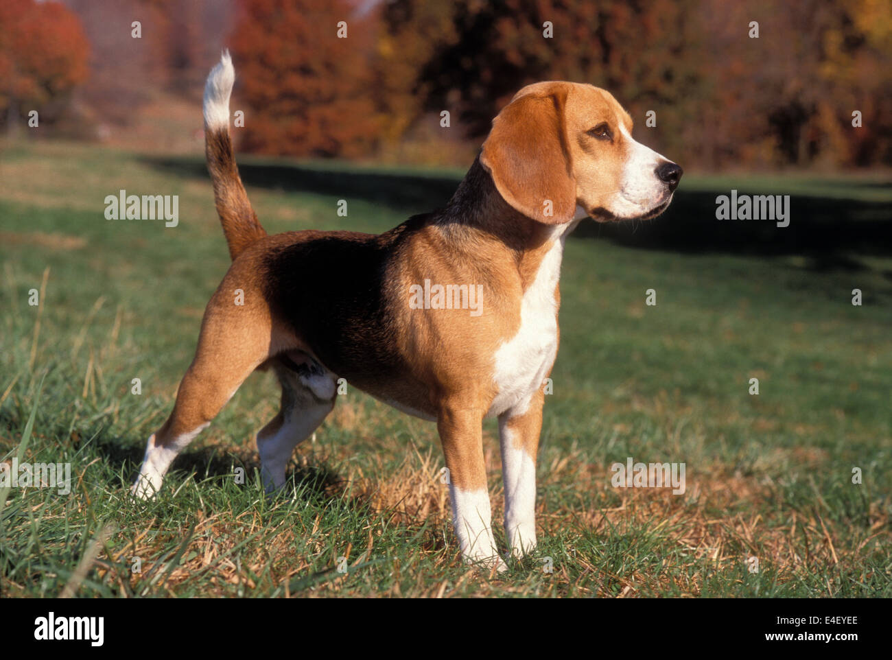 Beagle Standing in Autumn Meadow Stock Photo - Alamy