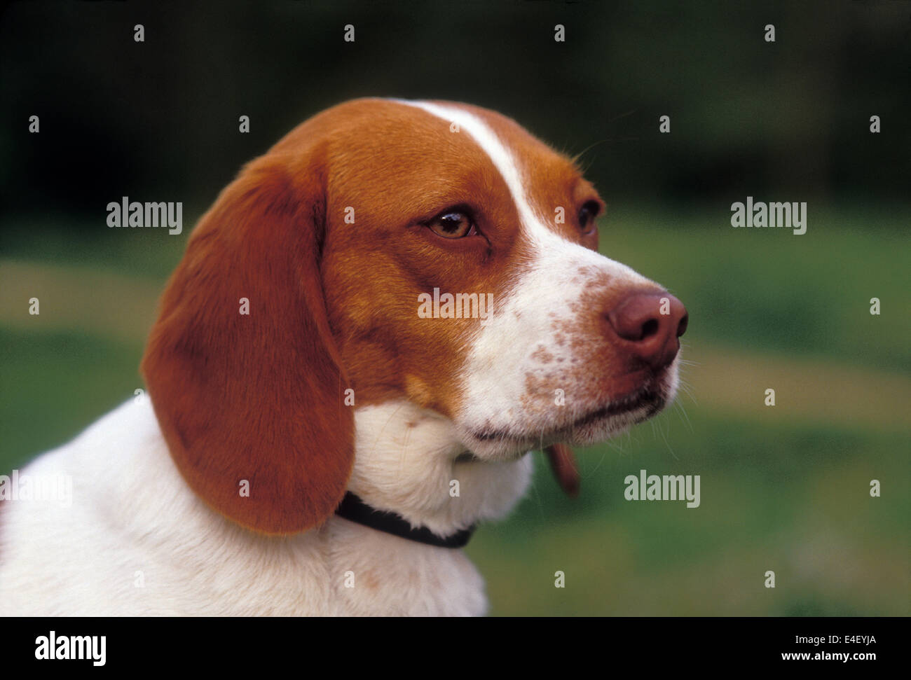 American beagle hi-res stock photography and images - Alamy