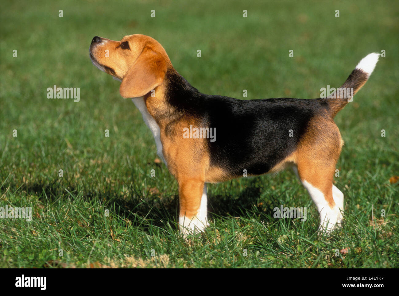 Beagle Standing in Meadow Stock Photo - Alamy