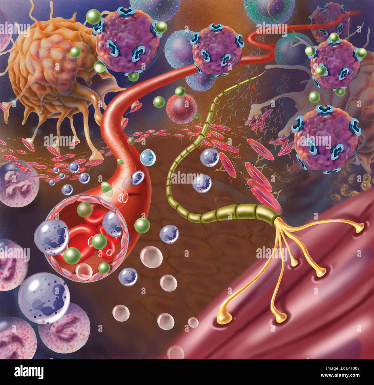 Muscle cells hi-res stock photography and images - Alamy