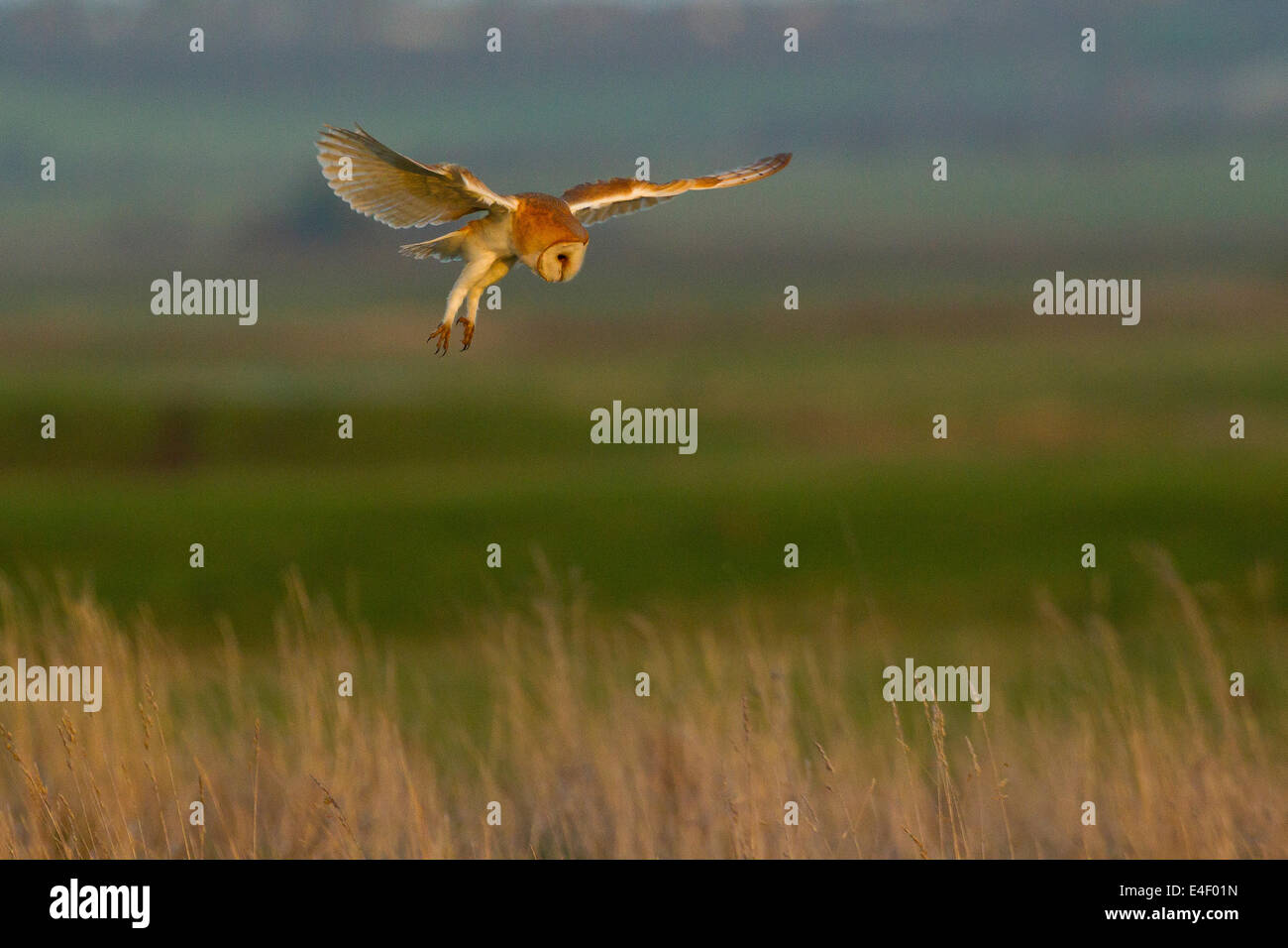 Barn Owl ( Tyto alba ) Hunting Over Farmland In Evening Stock Photo - Alamy