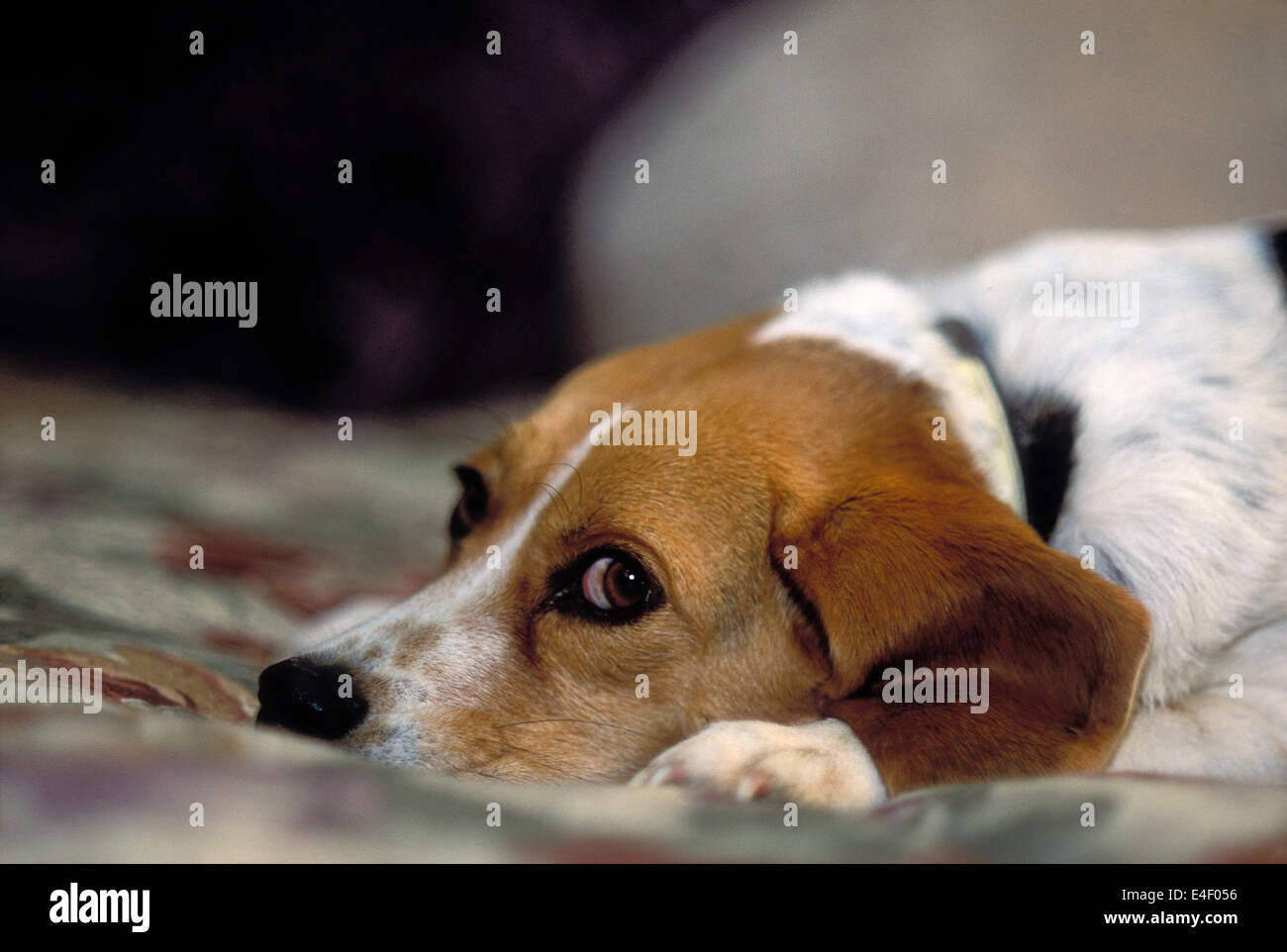 Close Up of Beagle Lying on a Bed Stock Photo - Alamy