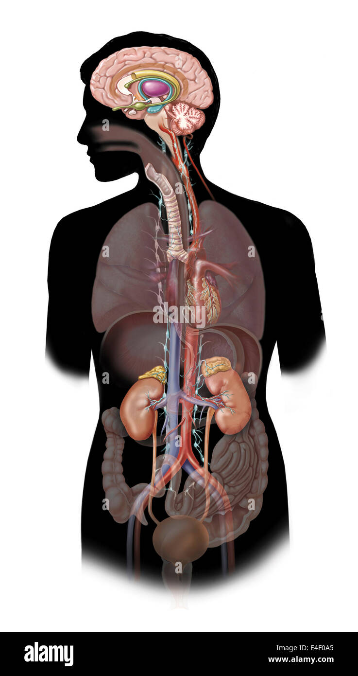 The sympathetic nervous system and the organs of fight-or-flight ...