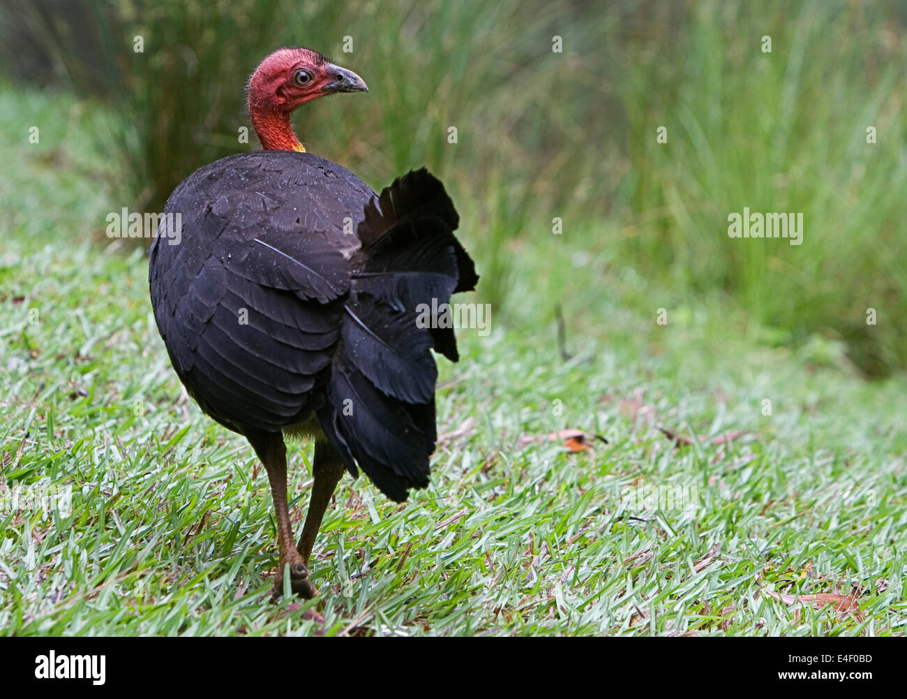 Australian Brush Turkey High Resolution Stock Photography and Images ...
