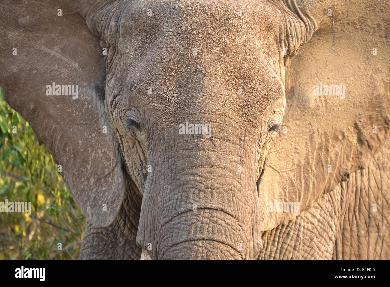elephant in Queen Elizabeth national park, Uganda, Africa Stock Photo ...