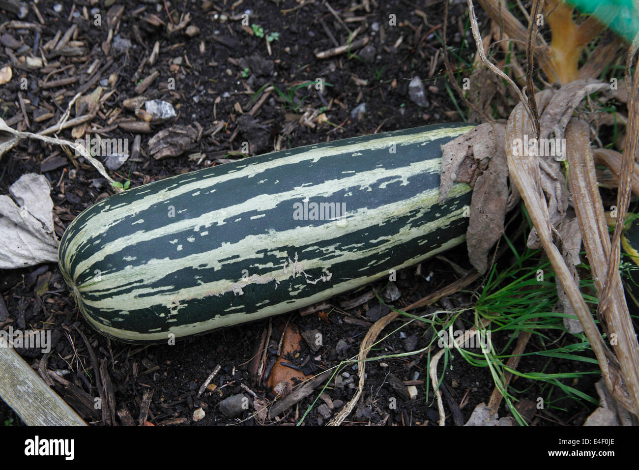 Curcurbita Pepo 'Tiger Cross' Marrow close up of mature fruit Stock ...